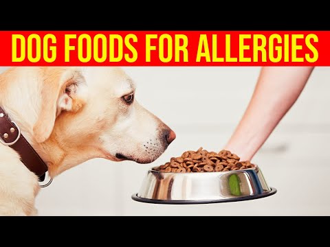 What Is The Best Diet For Dogs With Allergies
