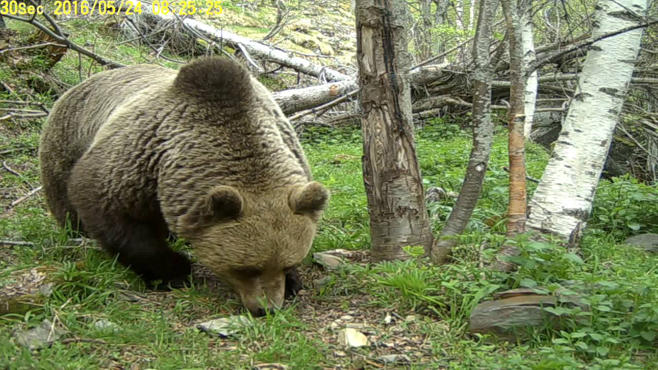 Mascle d'ós bru enregistrat al Parc Natural de l'Alt Pirineu - YouTube