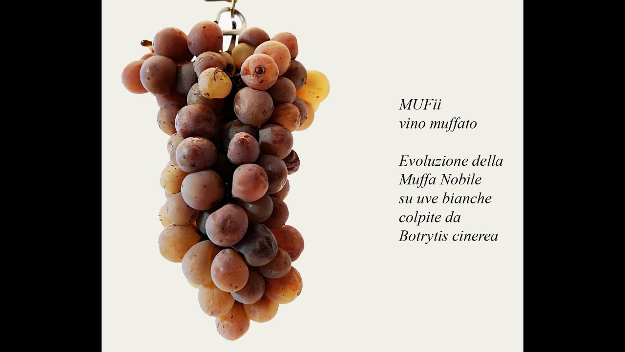 MORFOLOGIA DELLA MUFFA NOBILE SU ACINI DI UVA BIANCA - YouTube