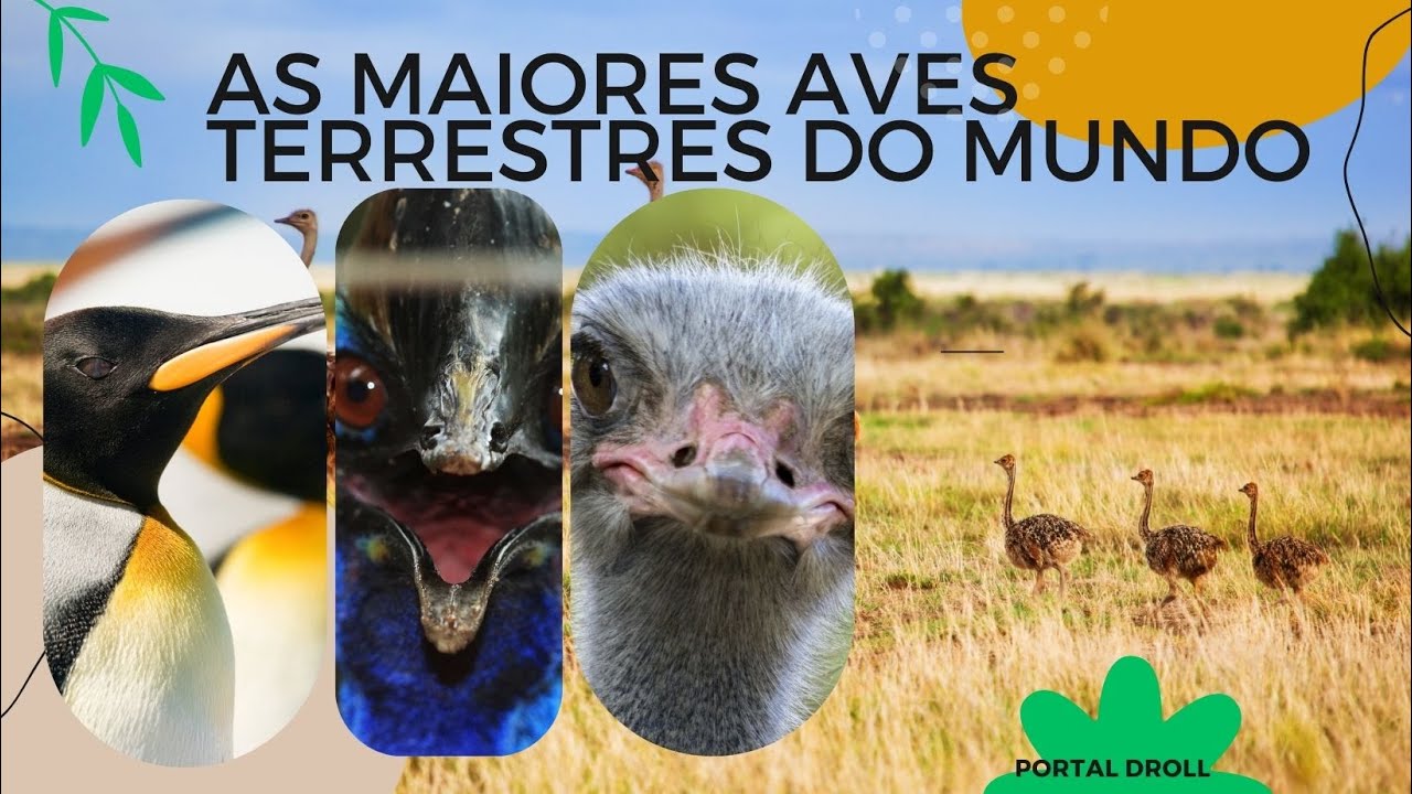 As Maiores Aves Terrestres do Mundo - YouTube