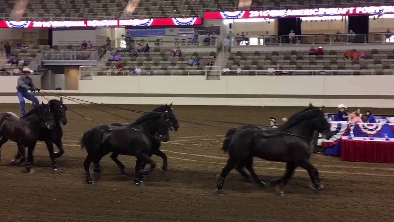 Percheron Thunder - YouTube