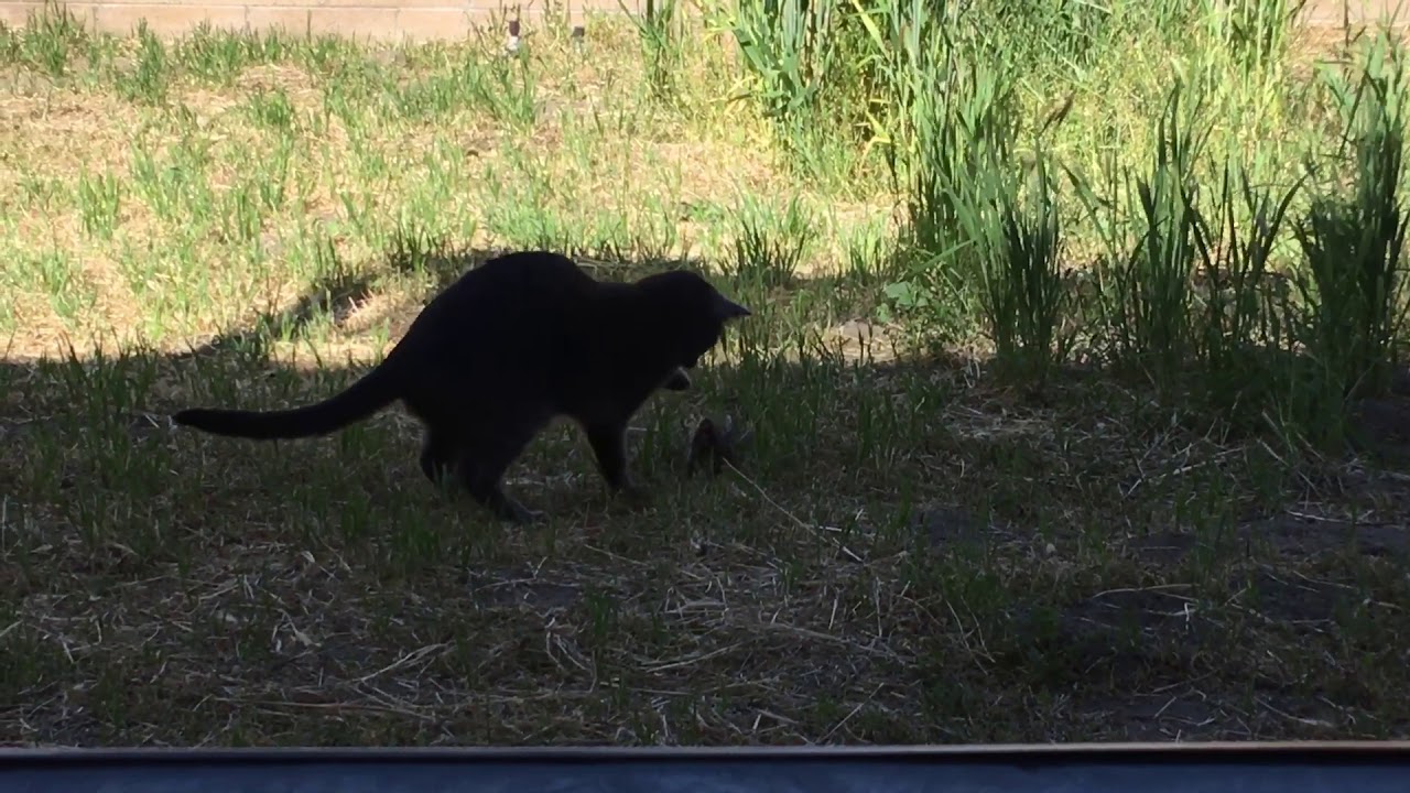 Gopher hunting 1 - YouTube