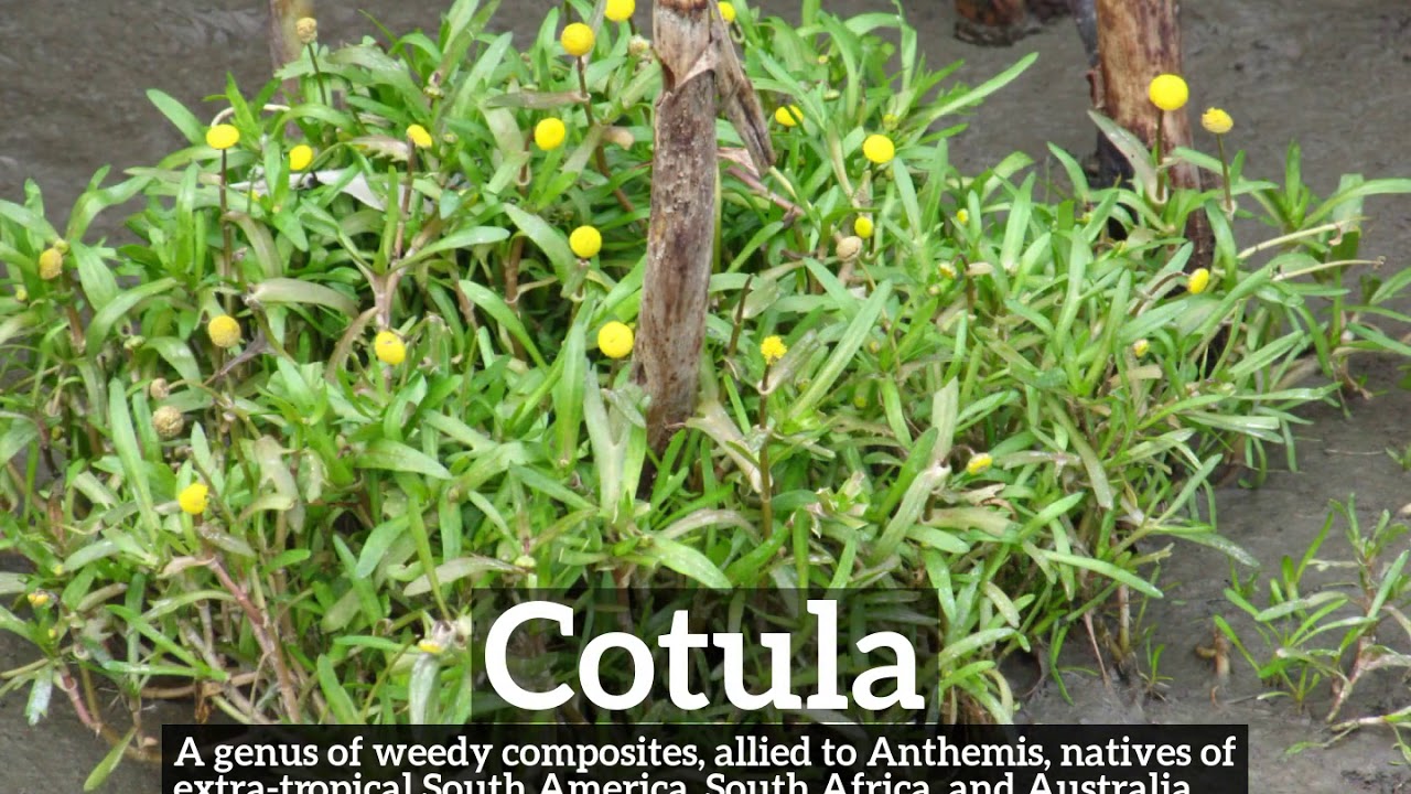 What is Cotula? | How Does Cotula Look? | How to Say Cotula in English ...