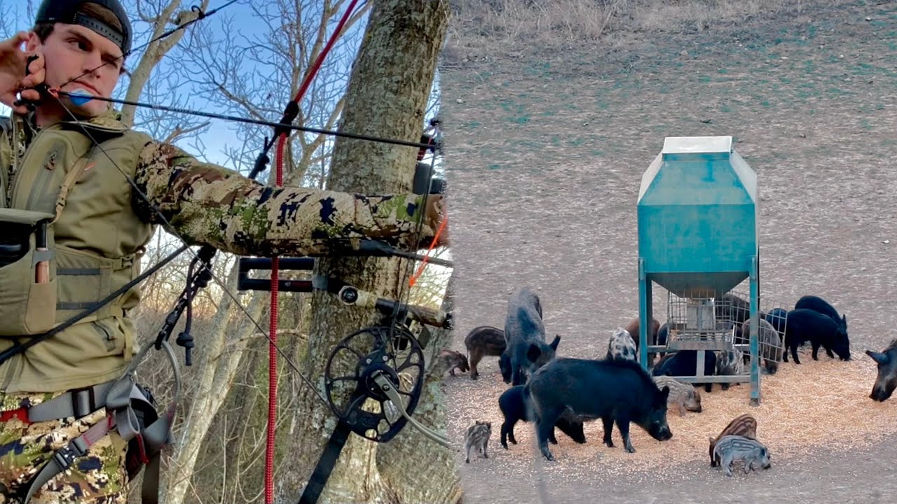 WILD HOG BOW HUNT IN TREE SADDLE - YouTube