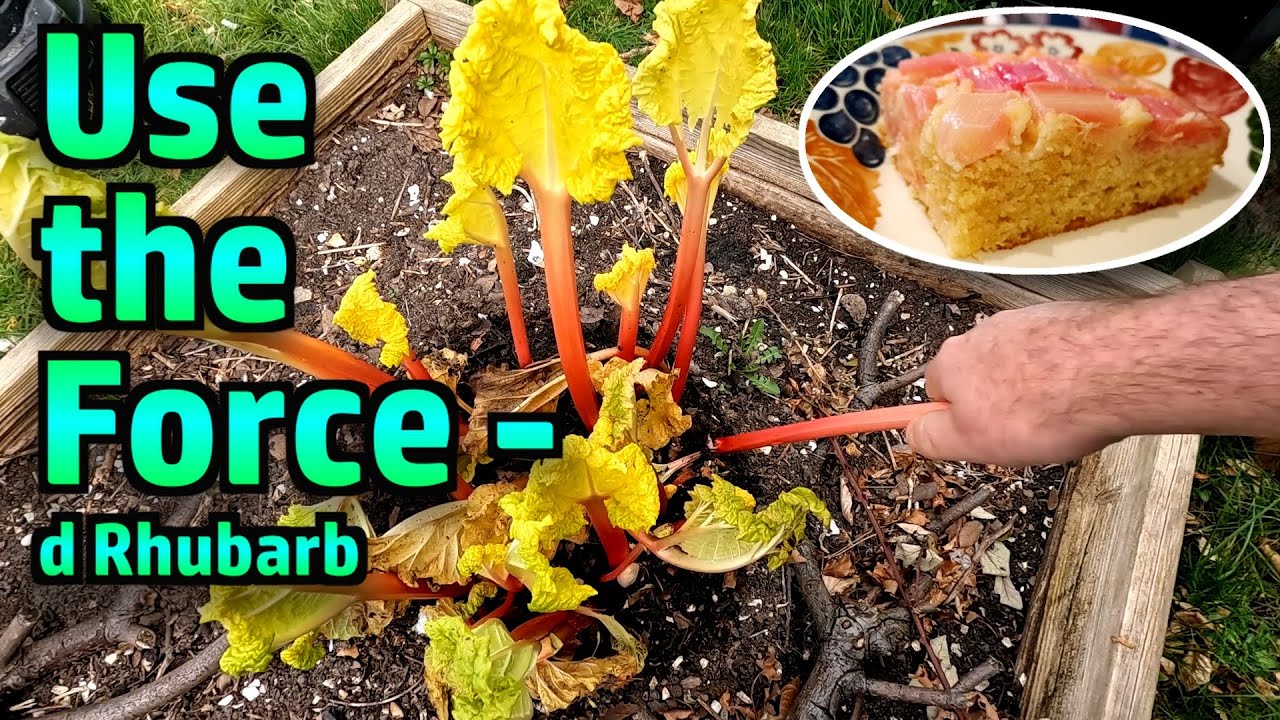 Making Rhubarb Upside Down Pudding from Home Grown Forced Rhubarb - YouTube