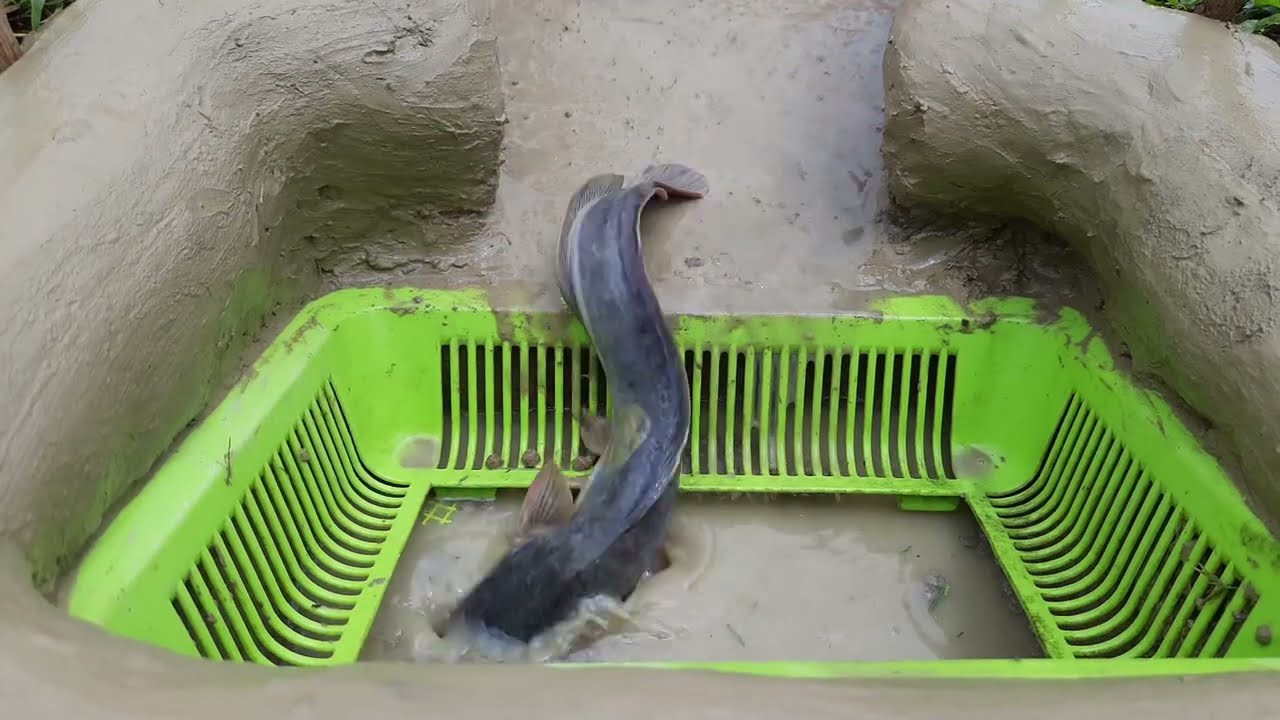 Amazing Easy Fish Trap | Unique Easy Fish Trap System 2022 - YouTube