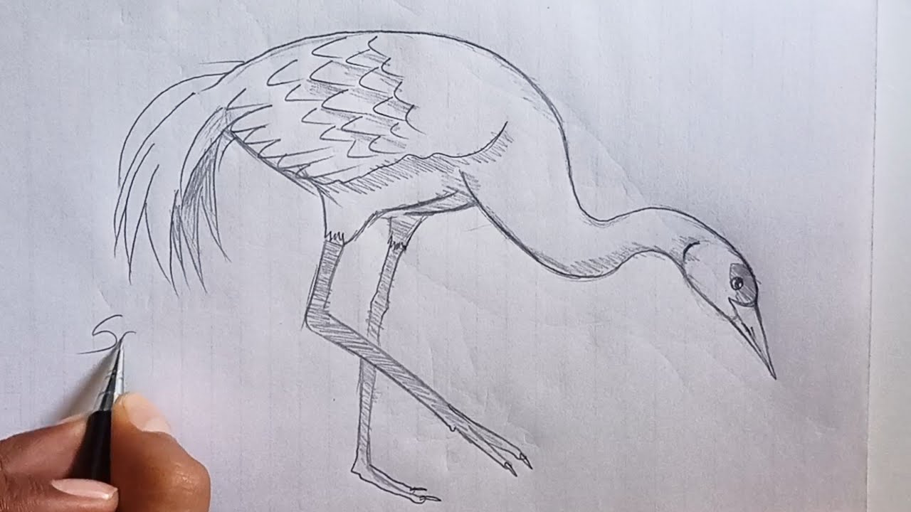 how to Draw Sandhill Crane step by step/ easy sandhill crane drawing ...