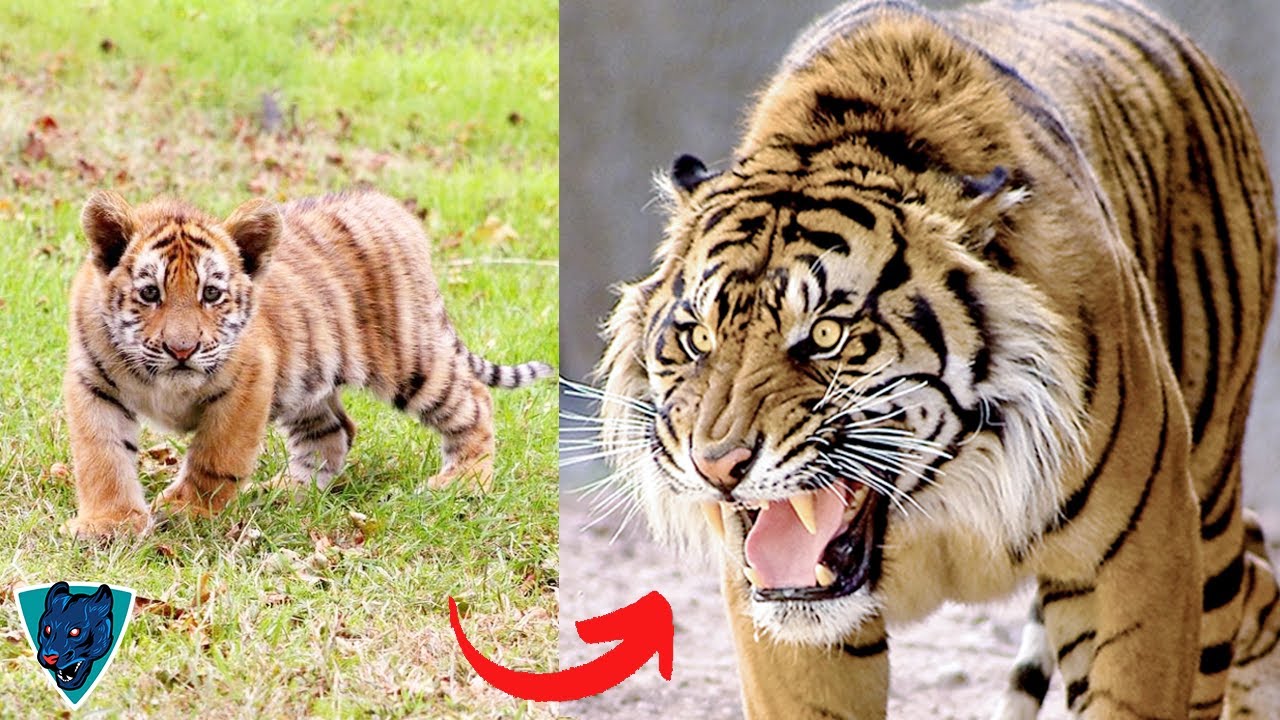 Beast Transformation - Baby Cute Animals Transformation - YouTube