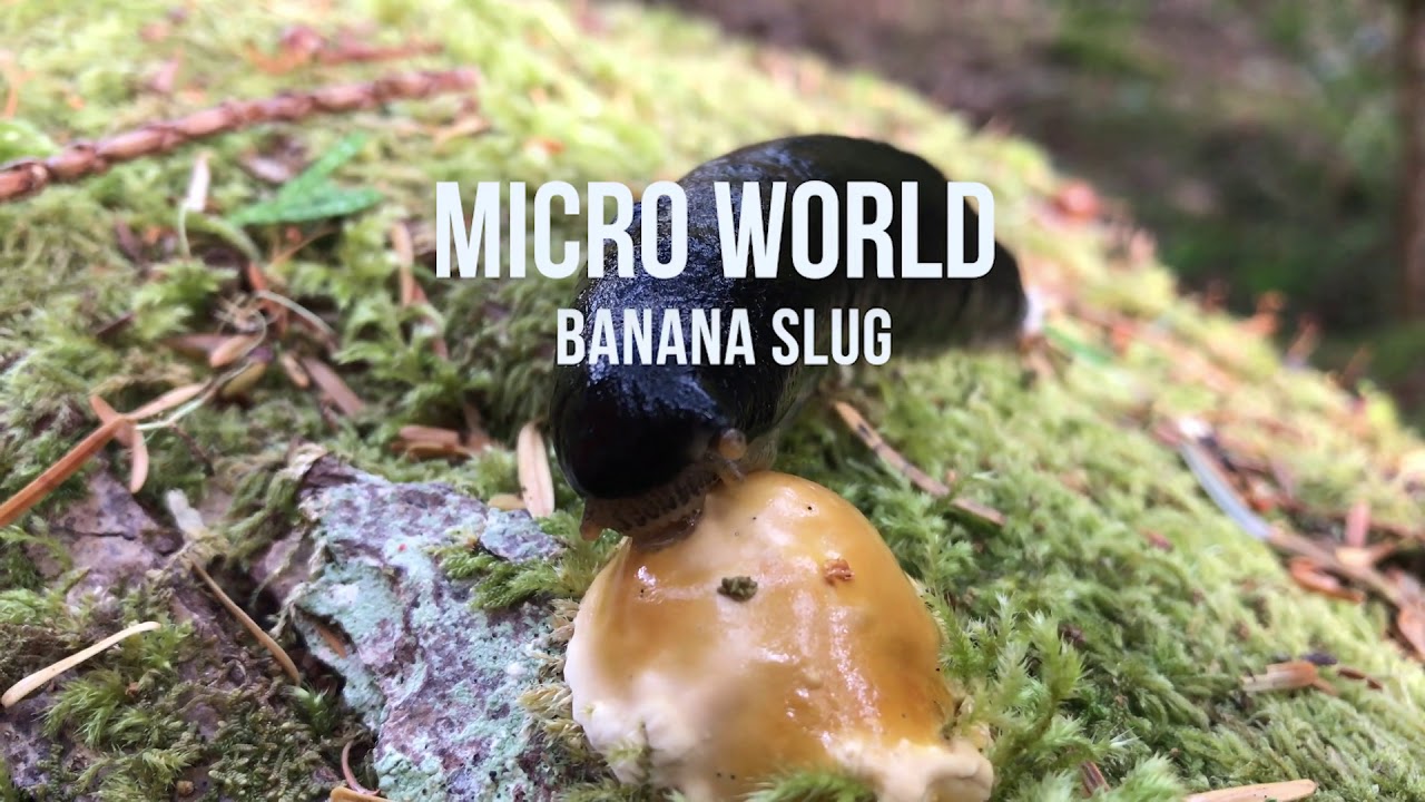A Banana Slug Eating Up Close - YouTube