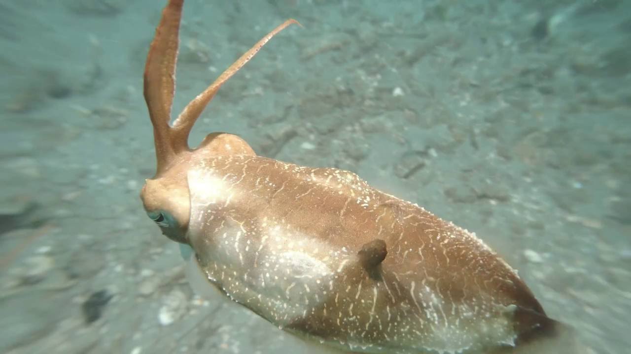 Cuttlefish - Macro 4K - YouTube