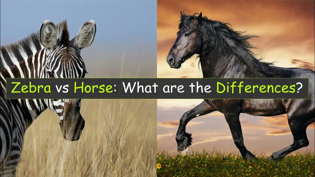 Zebra vs Horse: What are the Differences? - YouTube
