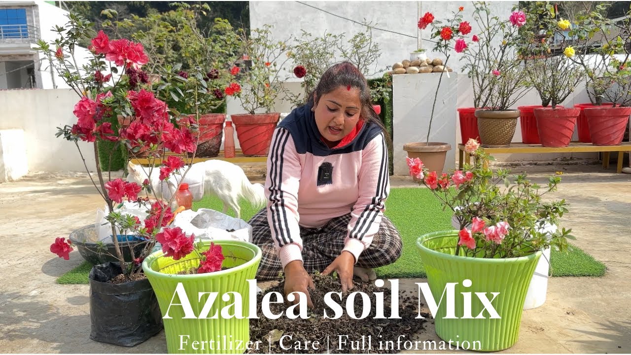 Permanent Flowering Plant Azalea के लिए बेस्ट soil mix कभी नहीं खराब ...