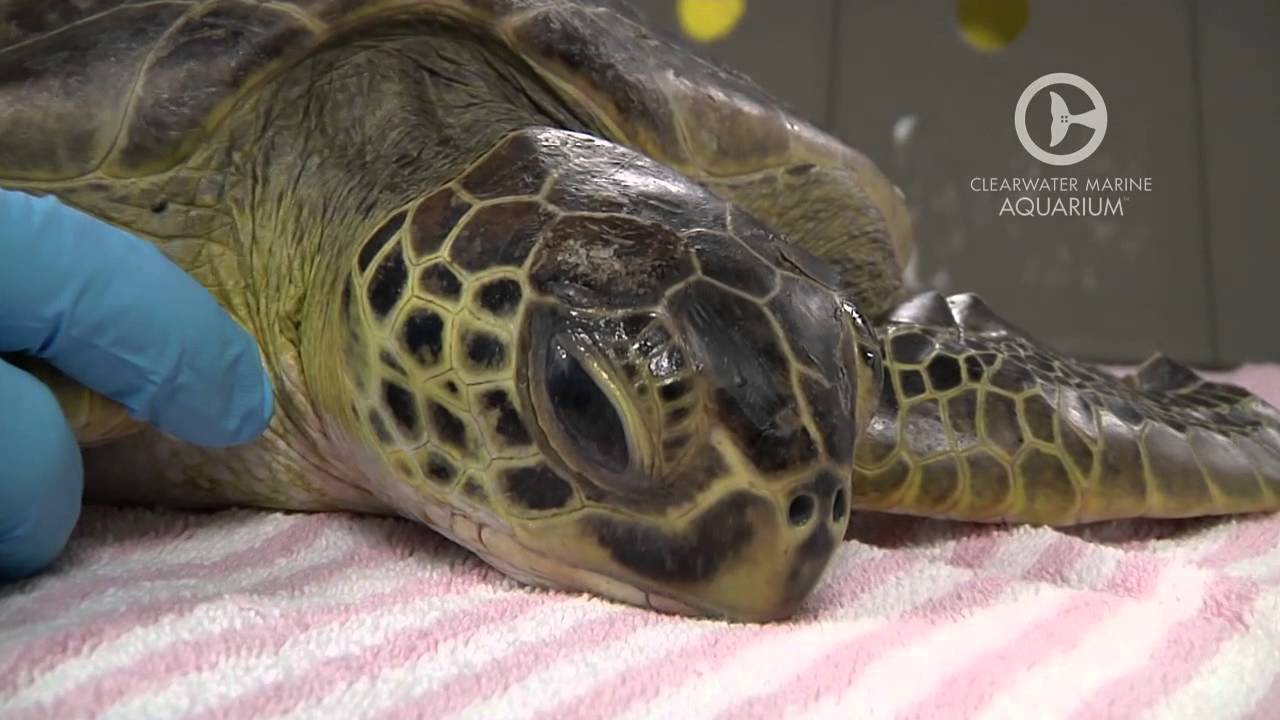 Meet California, A Rescued Green Sea Turtle - YouTube