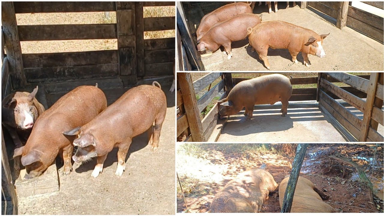 Vendemos 1 marroa!!! Vêm ver a criação de porcos quatro pernil. - YouTube