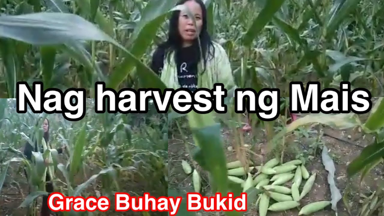 Nag harvest ng Mais. - YouTube