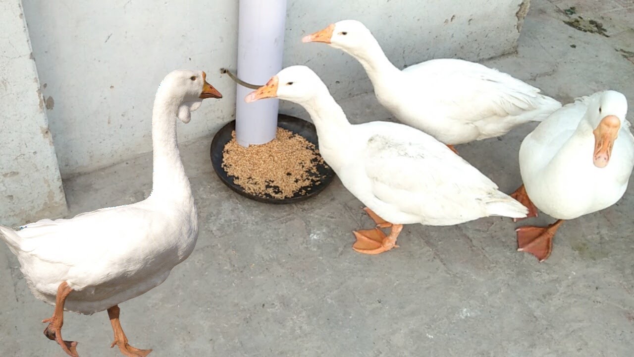 Simple & Easy Duck 🦆 Feeder Design 1 For All – Easy Duck Feeder To ...