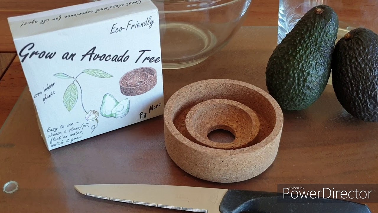 What you need to Grow and Avocado Tree with By Marv cork float. Video 1 ...