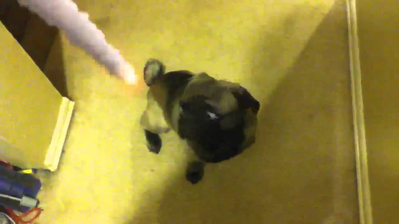PUG GETS HIT BY ROCKET - YouTube