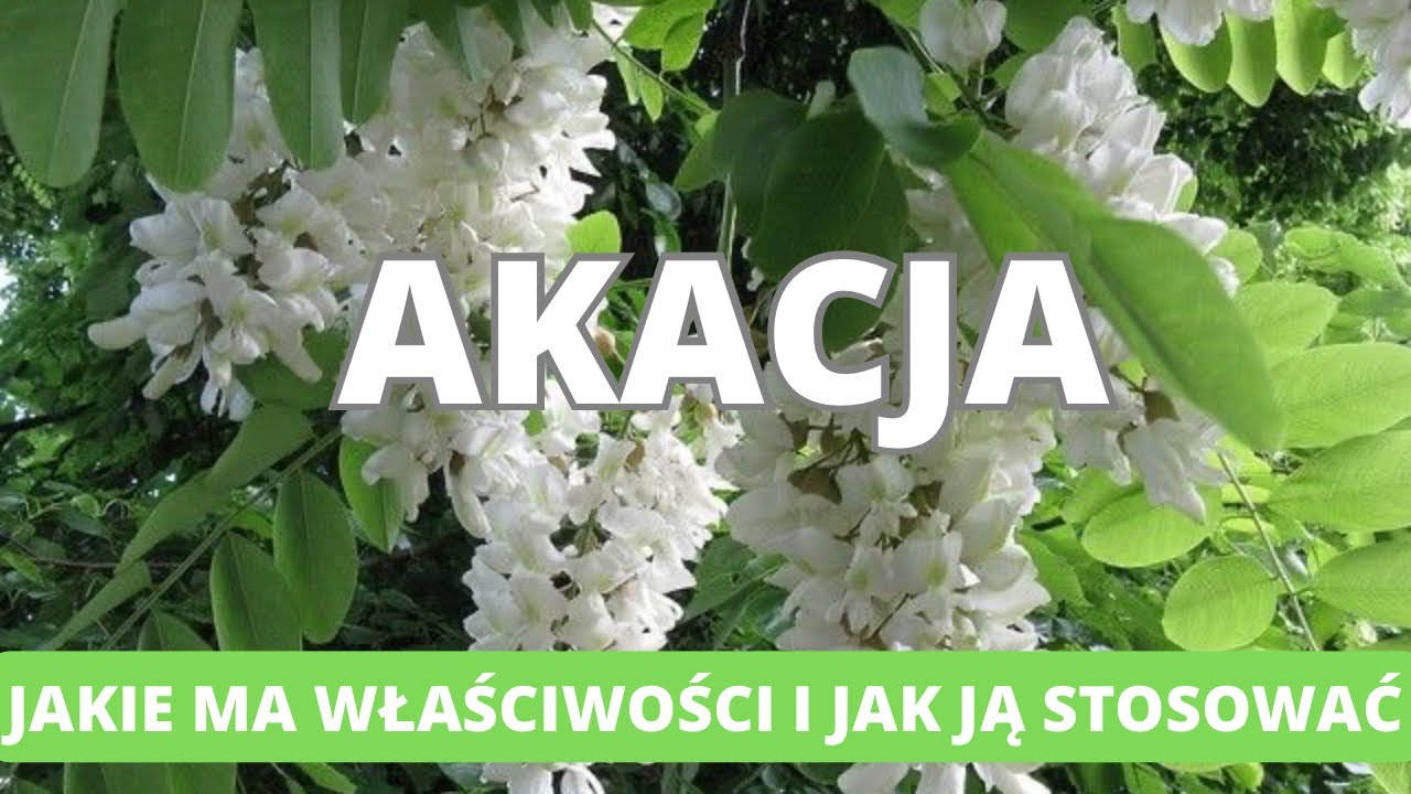 Akacja- nasze Polskie złoto. Właściwości i zastosowanie - YouTube