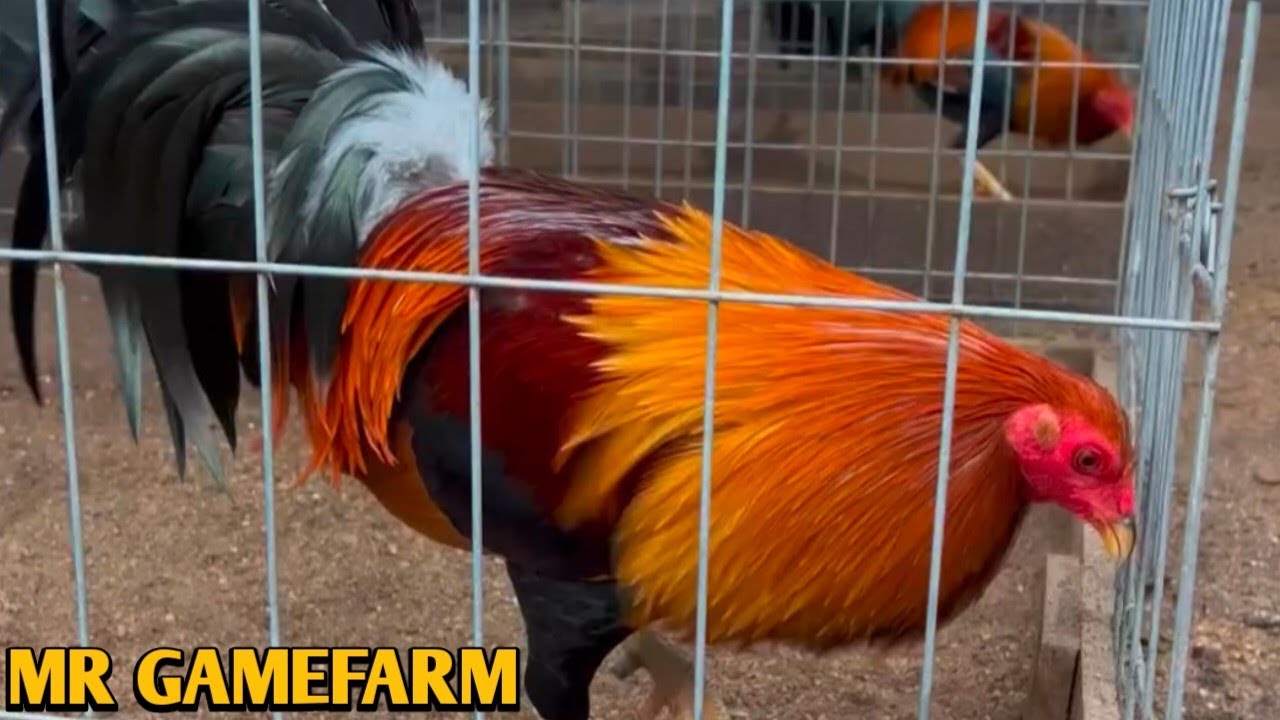Sweater Yellow leg hatch Kelso - MR FARM - YouTube