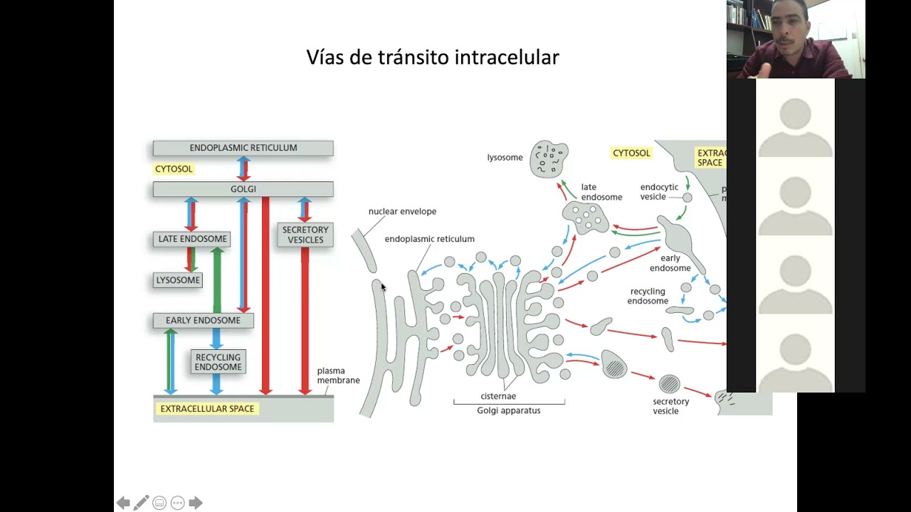 Transporte vesicular - YouTube