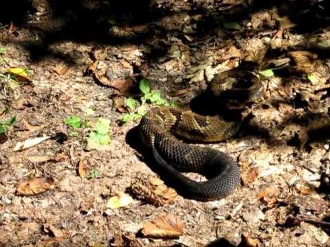 MVI_0447.AVI Rattle Snake Near Inman Pond, VT - YouTube