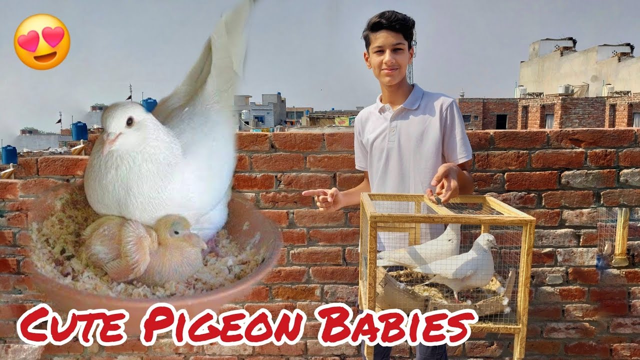 Cute Baby 😍 White Pigeon || Video How do baby " pigeons grow up ...