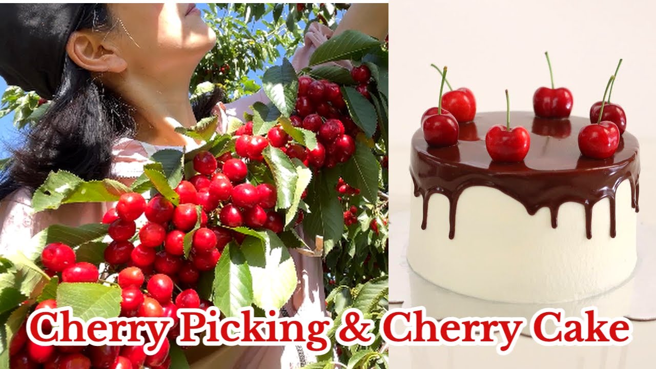 🍒캘리포니아 체리농장에서 체리피킹하고 체리 케이크 만들기 / Cherry Picking in California & Cherry ...