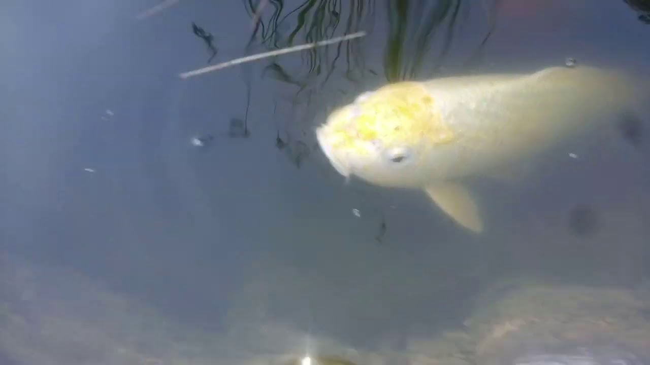 ryba koi - YouTube