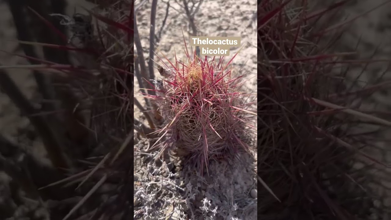 Crested peyote (#Lophophorawilliamsii) in Coahuila Mexico. - YouTube