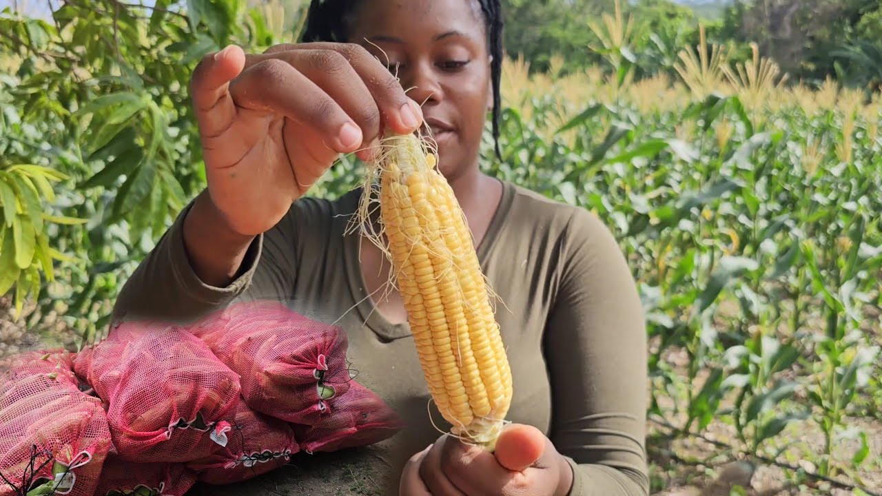 Corn fresh from the farm | preparing for the market - YouTube