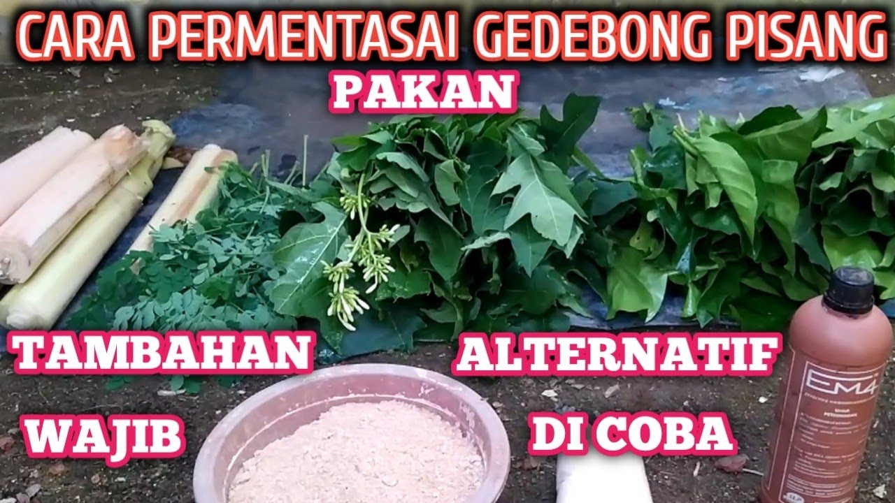 PERMENTASE GEDEBONG PISANG SAMA DAUN KELOR DAUN MENGKUDU SAMA DAUN ...