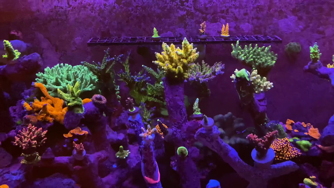 Acroporas reef tank - YouTube