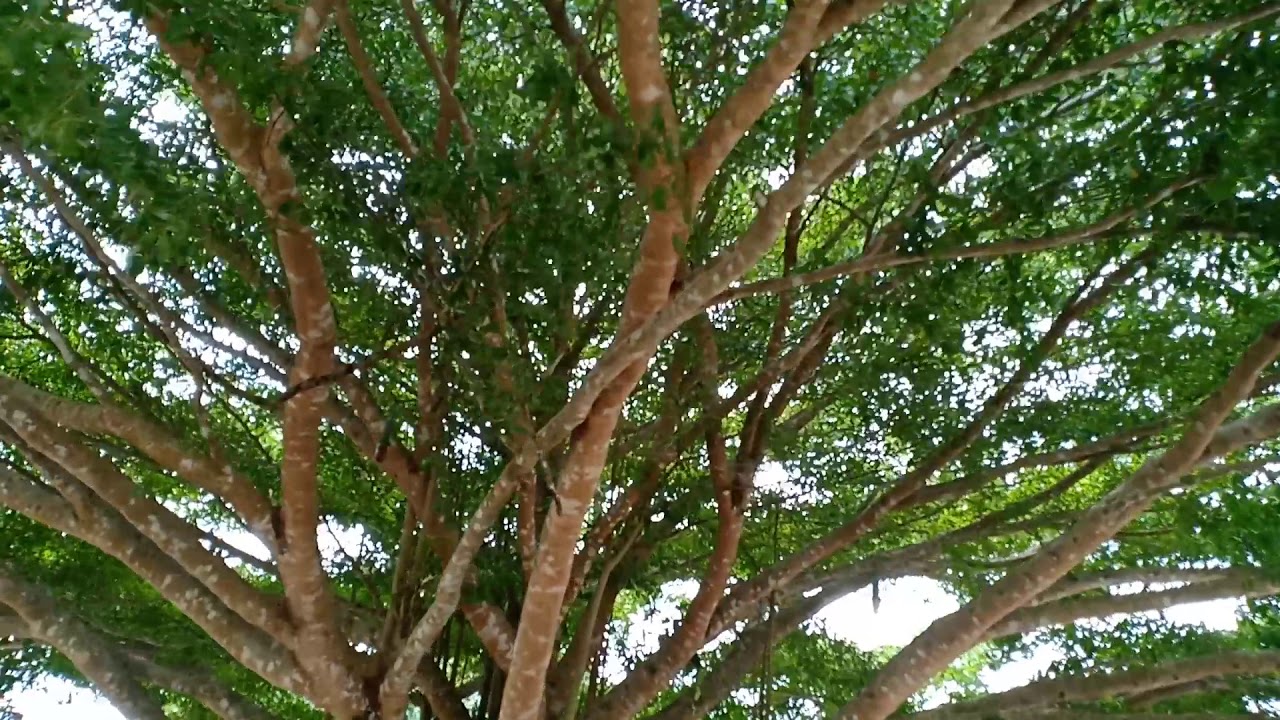 Part 2.... Pokok Bucida molineti aka pokok doa....tekan SUBSCRIBE - YouTube