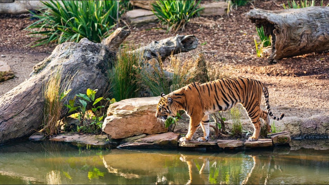 The world animal life tiger and deer New best history - YouTube