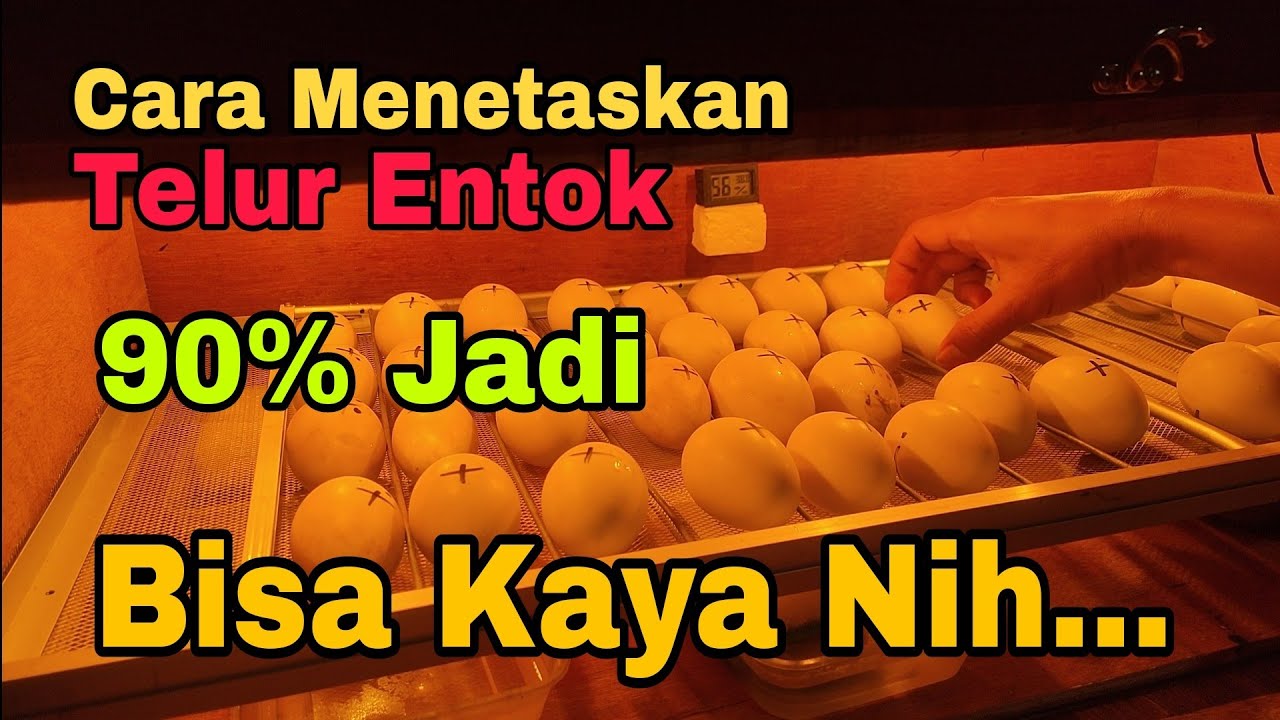 Cara Menetaskan Telur Entok yang Benar || 90 Persen Jadi !!! - YouTube