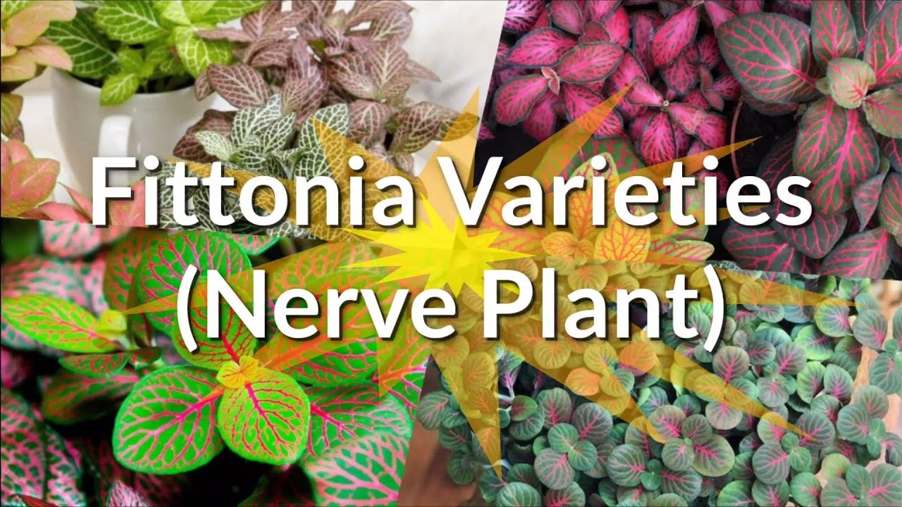 Fittonia Varieties (Nerve Plant) - YouTube