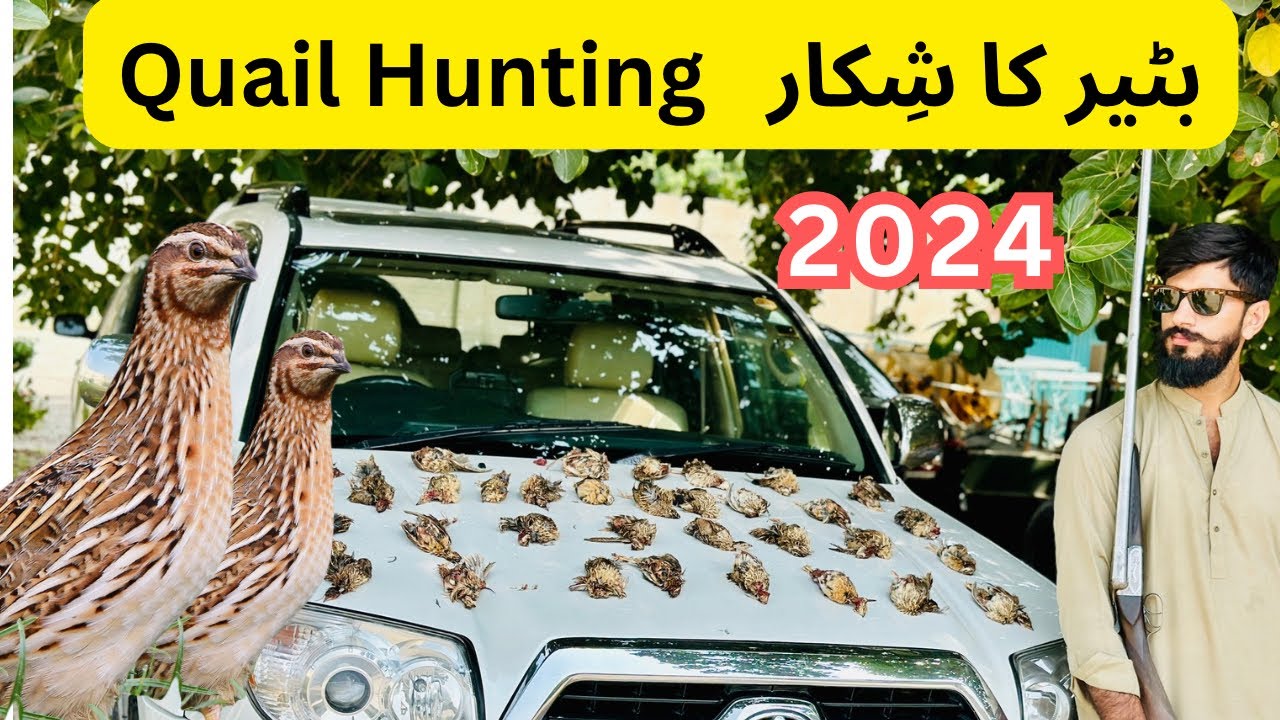 Quail Hunting in Pakistan 2024 | Batair ka shikar 2024 #quailhunting # ...