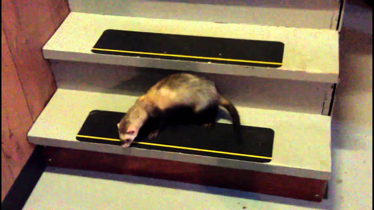 ferret runs free!!! - YouTube