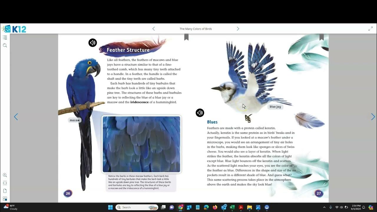 The Many Colors of Birds Read Aloud - YouTube