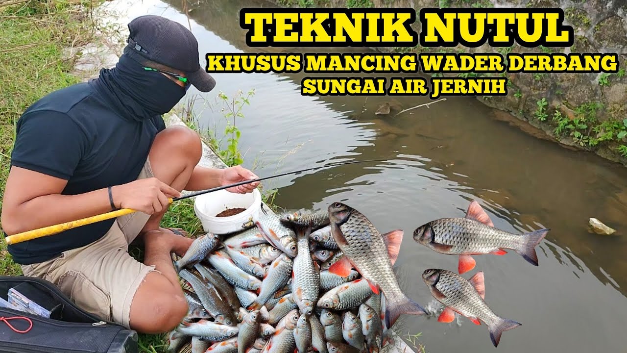 CARA MANCING IKAN WADER DERBANG MANTAP PANEN - YouTube