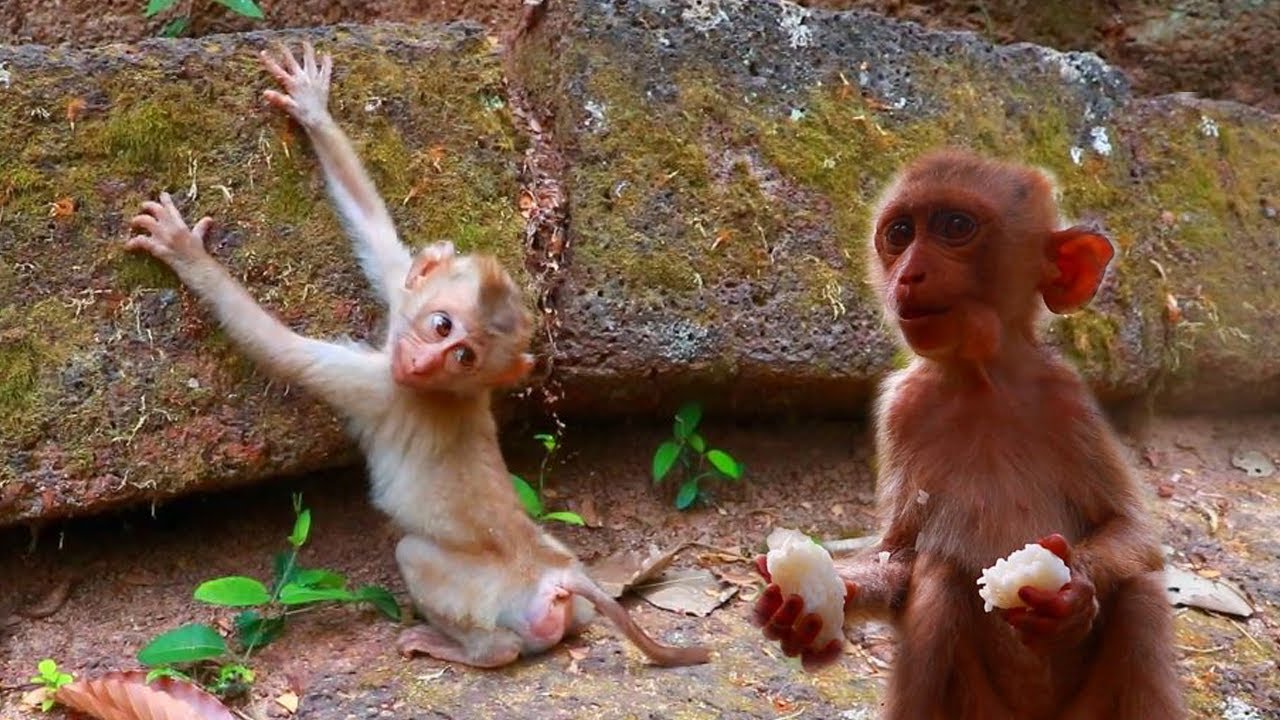 Baby Monkey Shows Amazing Survival Skills in the Wild! - YouTube