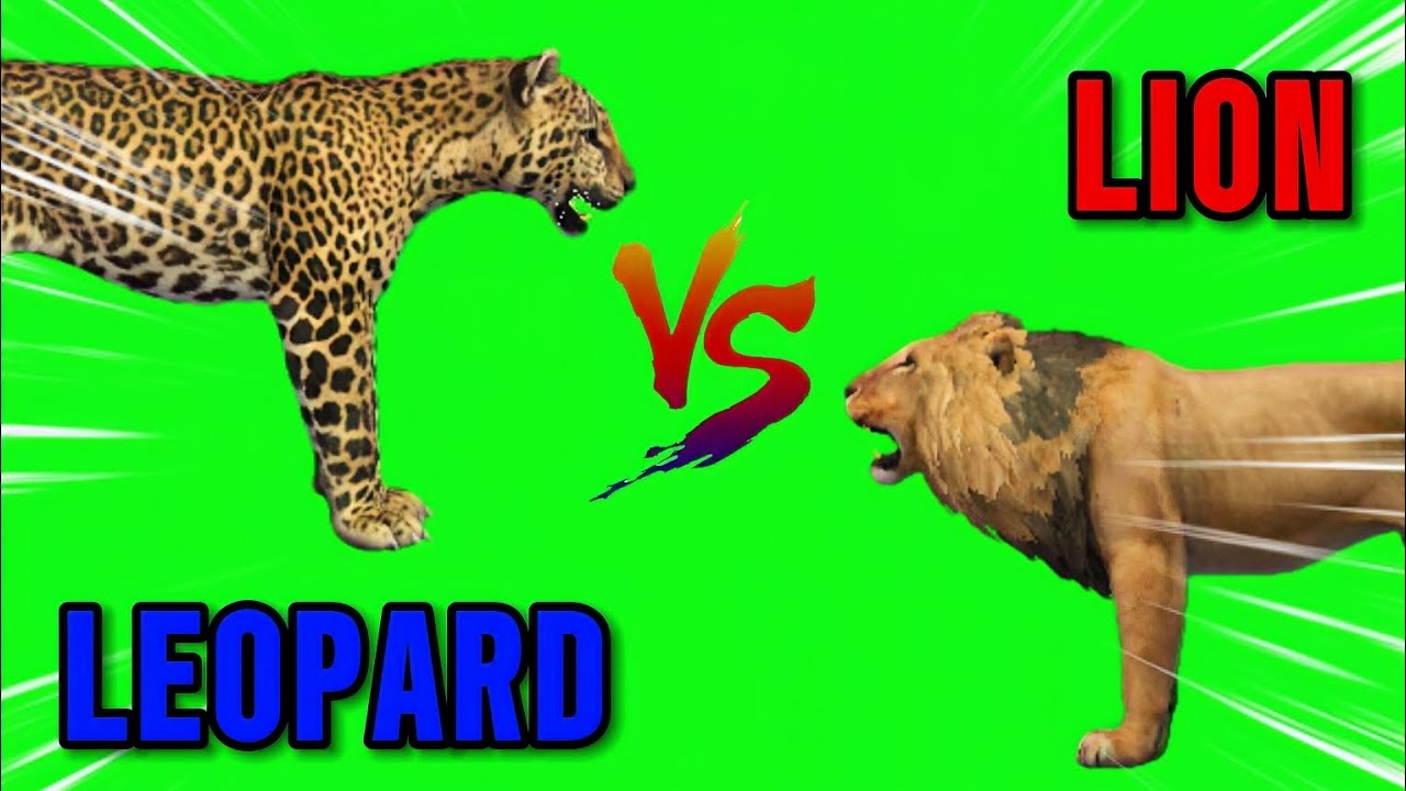 Leopard VS Lion Battle | Animal Stampede - YouTube