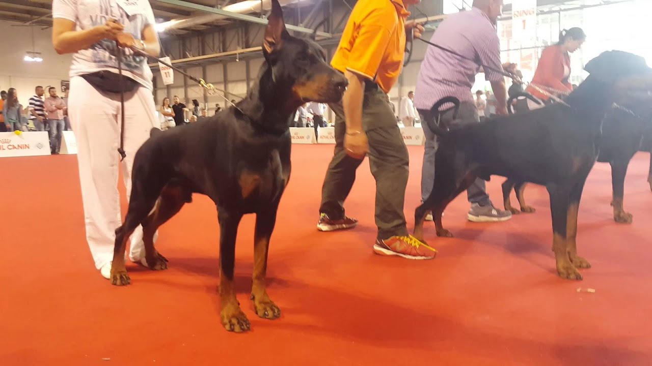 World Dog Show 2015 Dobermann Finals - YouTube