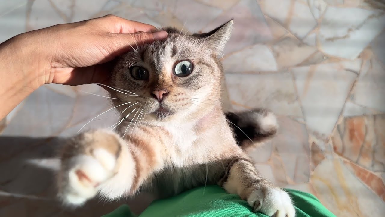 omg this cute cat will makes you go crazy grrr grrr grrr - YouTube