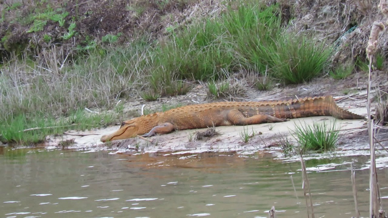 Orange Alligator Unusual & Reptile Brumation Facts at Cypress Ridge ...
