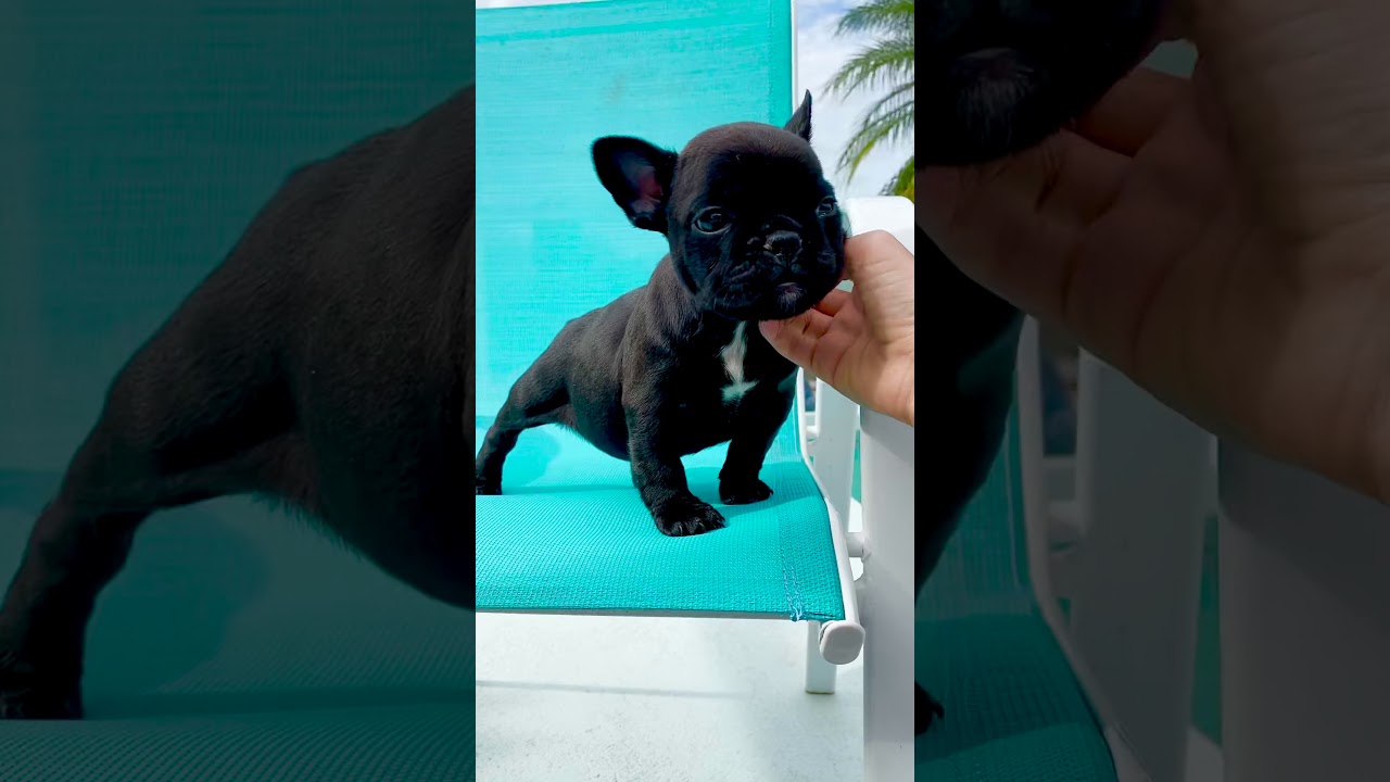 Frenchie baby - YouTube