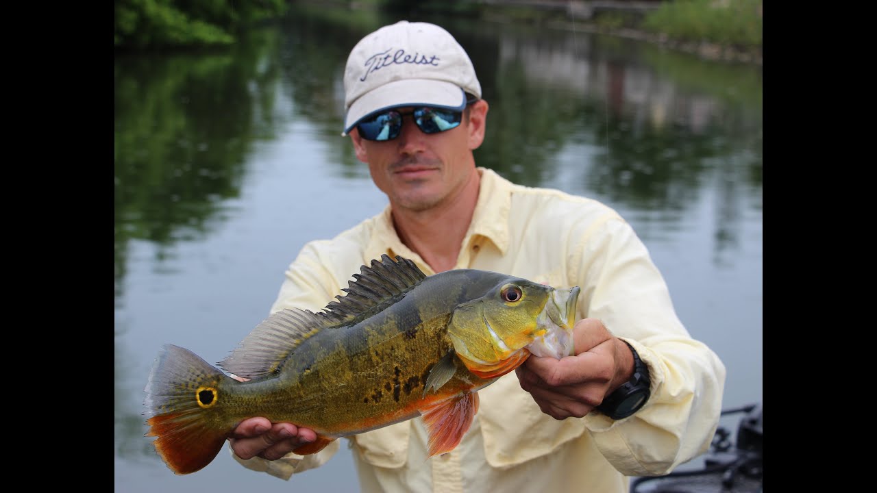 Miami Blue Lagoon Topwater Peacock with Capt Shane & Capt Thadeus Ragan ...