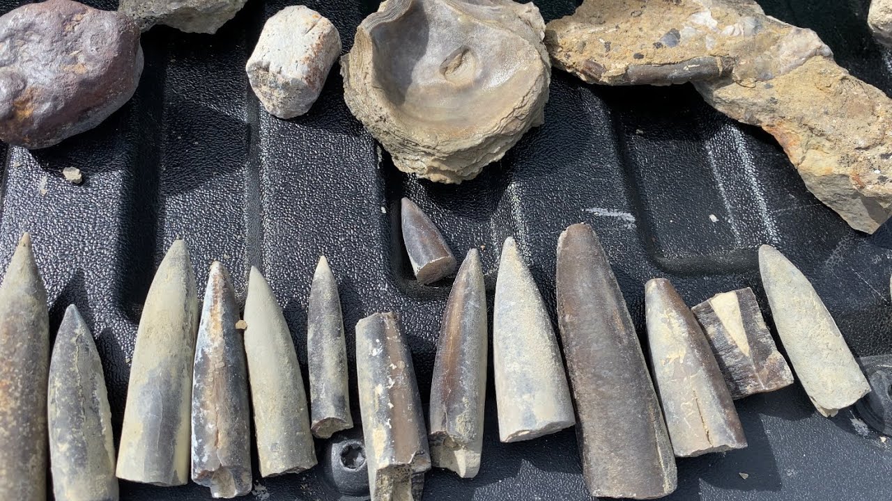 Fossil Fantastic Belemnite Bounty Wyoming Stone Ranger Adventure With ...