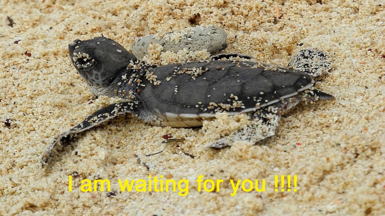 Turtle Season 2017 in Mafia Island - YouTube